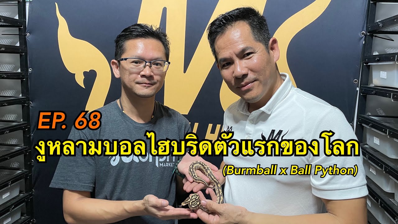 Morph Hunter | EP. 68 งูหลามบอลไฮบริดตัวแรกของโลก (Burmball x Ball ...