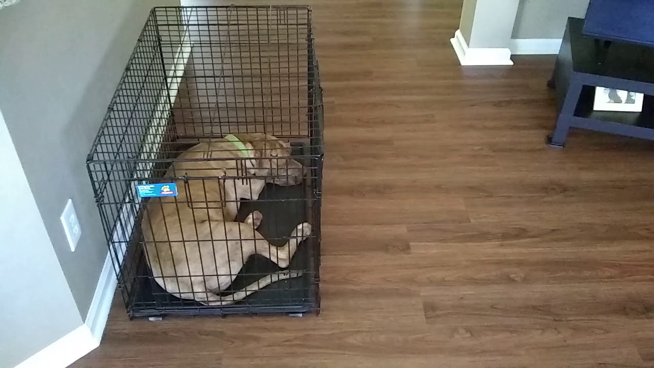 Time out for dogs - YouTube