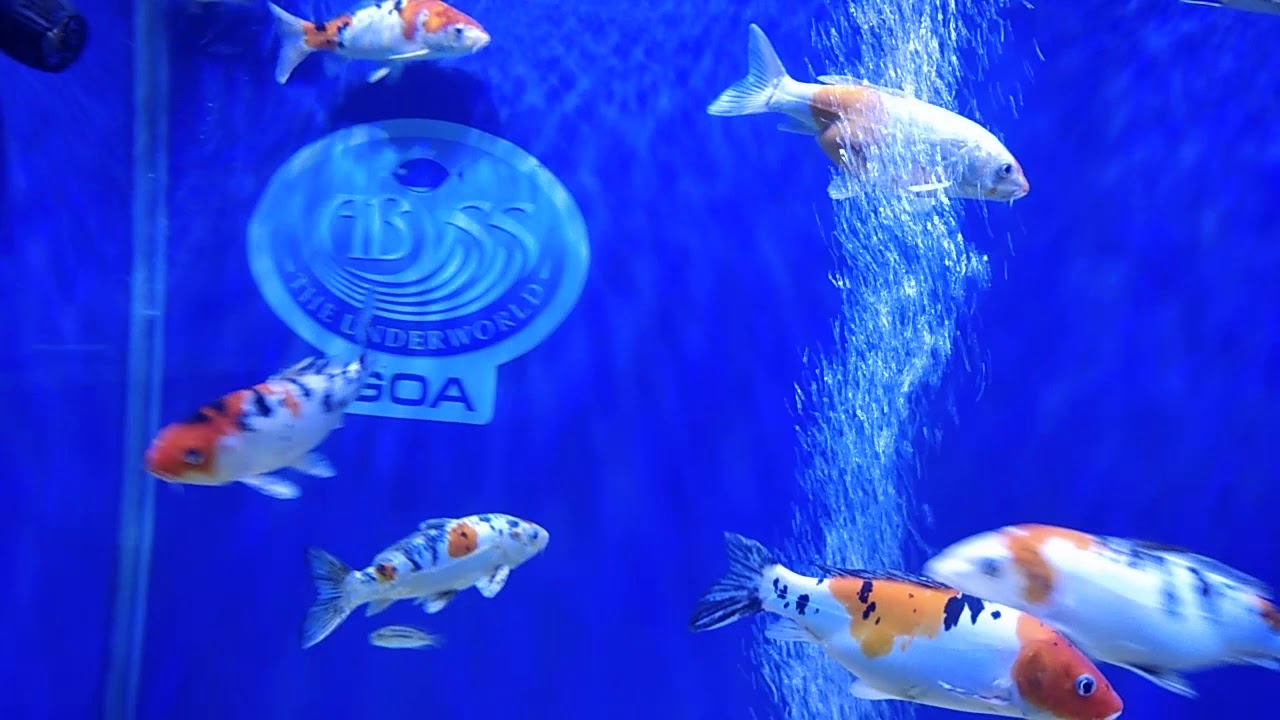 Abyss Aquarium V .. Verna(Goa) - YouTube