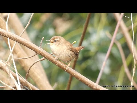 singing wren