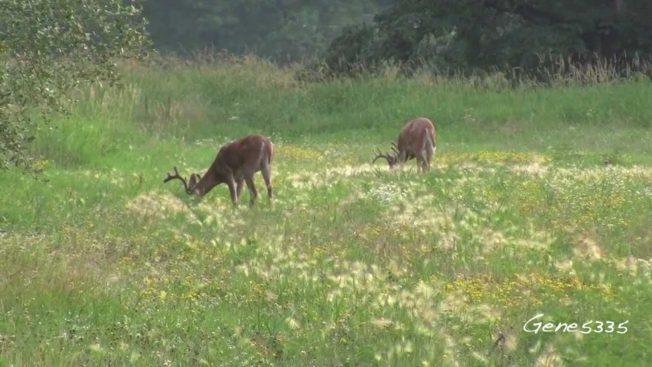 Iowa Whitetail Deer - Bachelor Groups of Velvet Bucks - YouTube