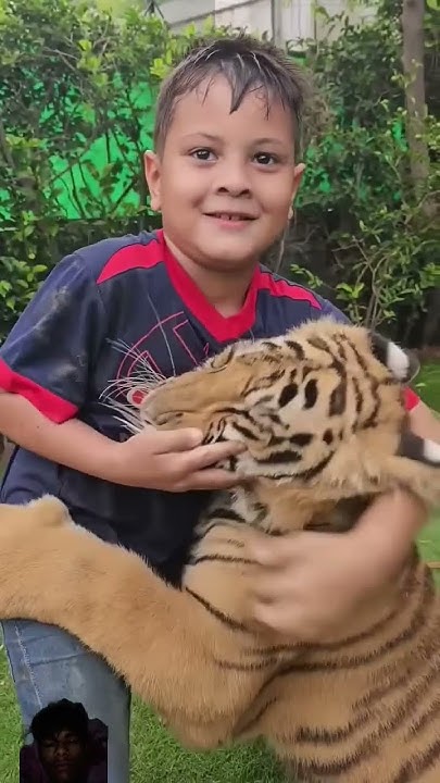naughty playing with Bangal tiger|numman Hassan| - YouTube