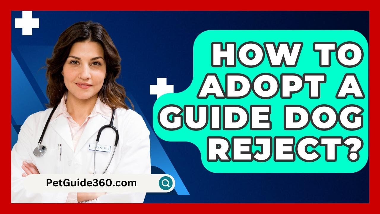 How To Adopt A Guide Dog Reject? - PetGuide360.com - YouTube