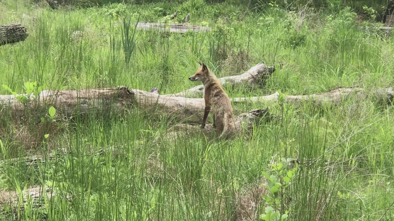 Fox doing fox stuff - YouTube