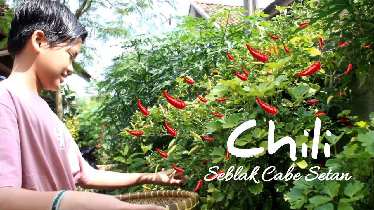 Masak di Desa - Chili - Seblak Cabe Setan - Dianxi Liziqi Indonesia ...