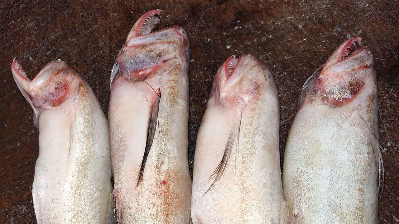 Bombil ( Bombay duck ) fish cutting skills - YouTube