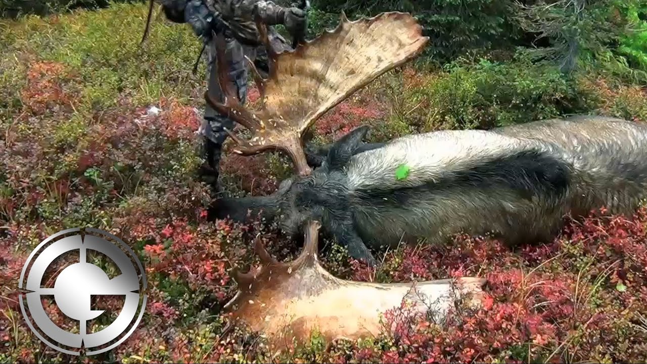 Epic Alaskan Moose Hunt with Stuck N The Rut - YouTube