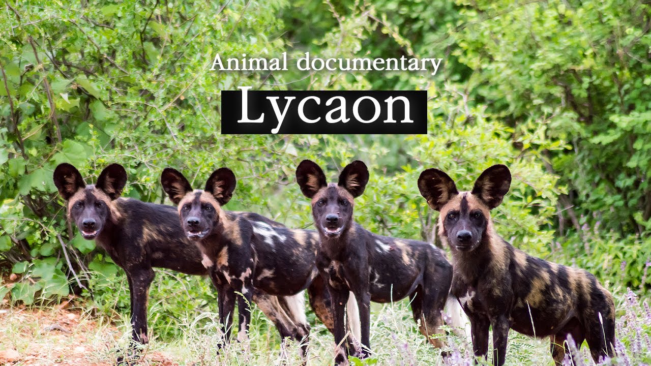 Lycaon [Animal Documentary] - YouTube