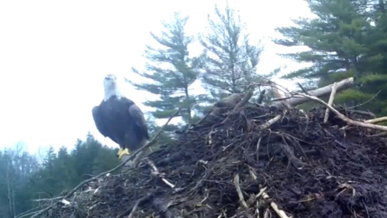 Bald Eagle Hunting Beaver - YouTube