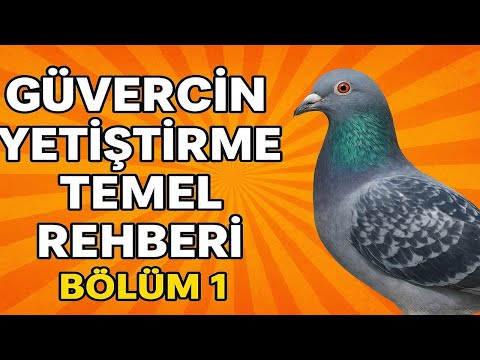 Güvercin Yetiştirme Temel Rehberi (Bölüm 1) | Yeni Başlayanlar İçin Altın Kurallar!