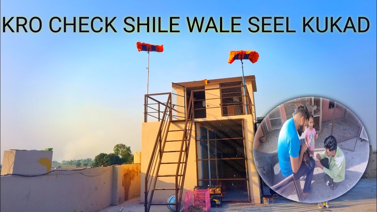 kro check shile wale seel kukad #kabootar #kabutar @GopiMalikpur - YouTube