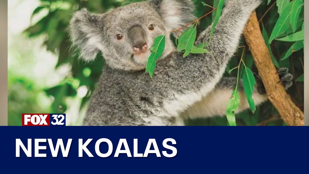 Brookfield Zoo to welcome koalas for the first time in its 90-year ...