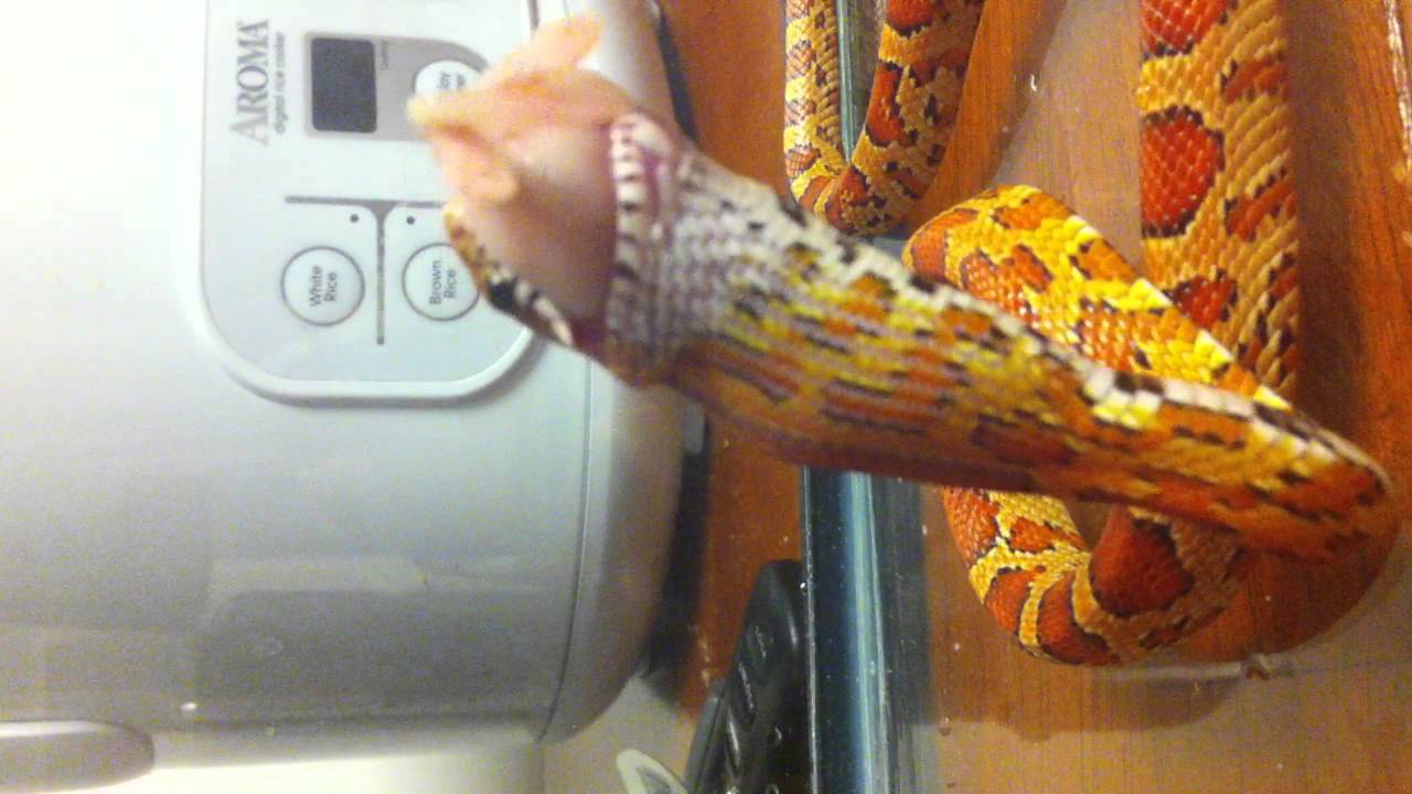 snakes eats frozen mouse - YouTube