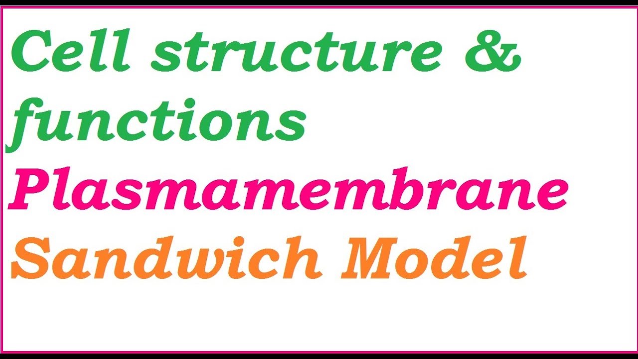 Cell Structure & Functions - Plasmamembrane (sandwich model) - YouTube