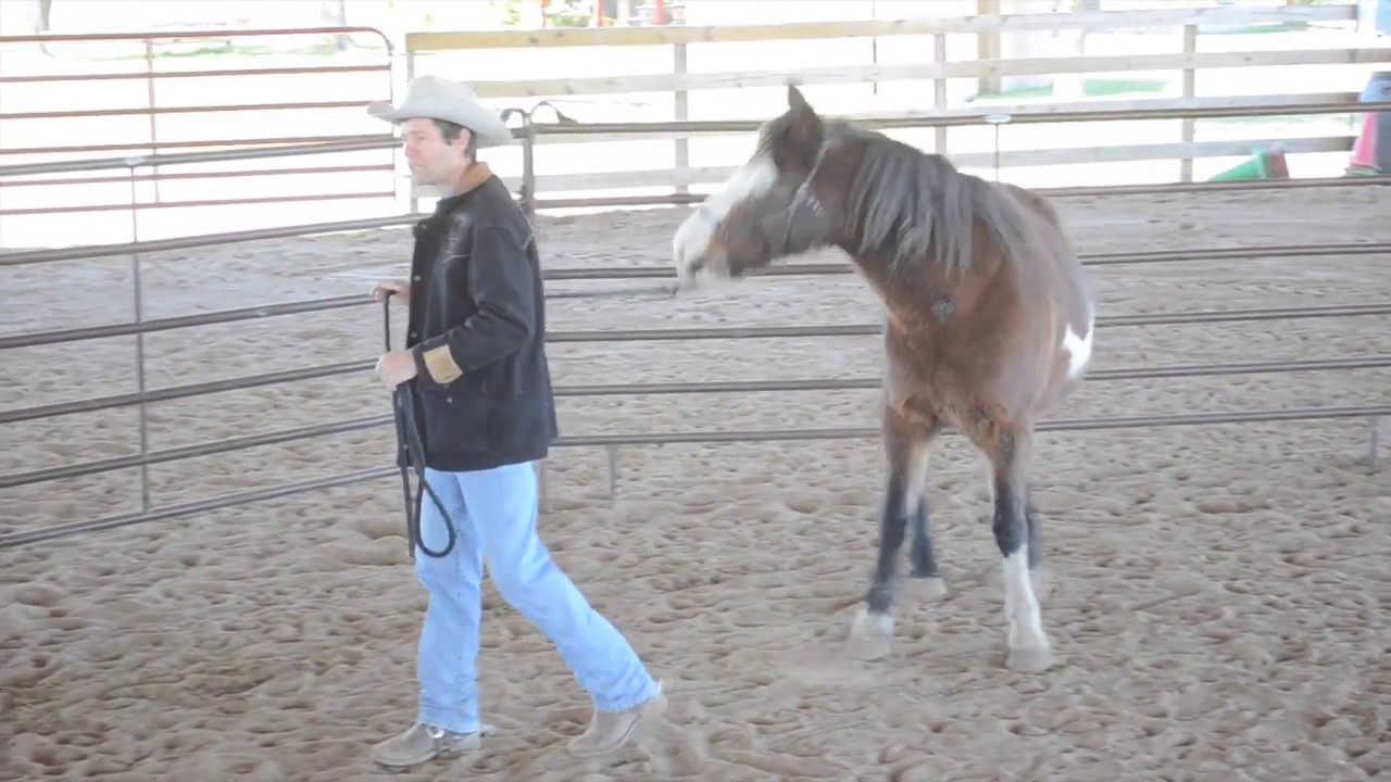 2. Gentling A Wild Horse - Blizzard - Haltering & Teaching How to Lead ...