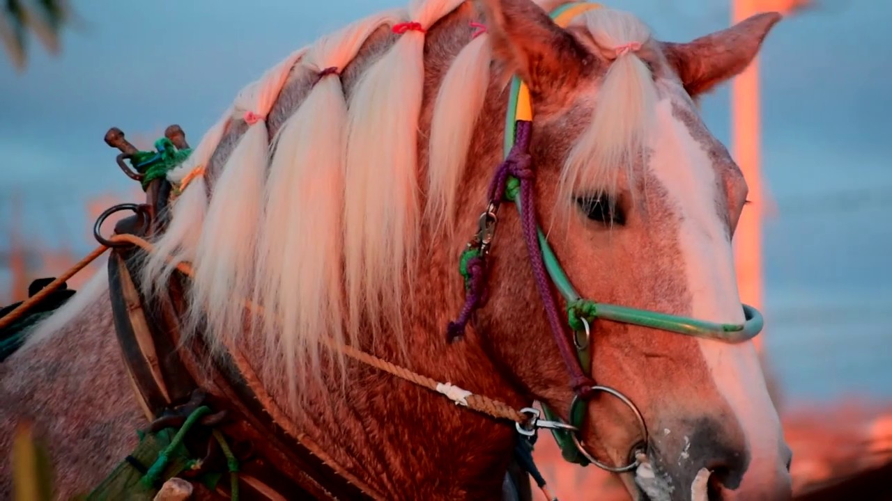 「昇らない太陽」ばんえい十勝 輓馬たちの冬の朝調教 BAN'EI Race draft horses training in winter ...