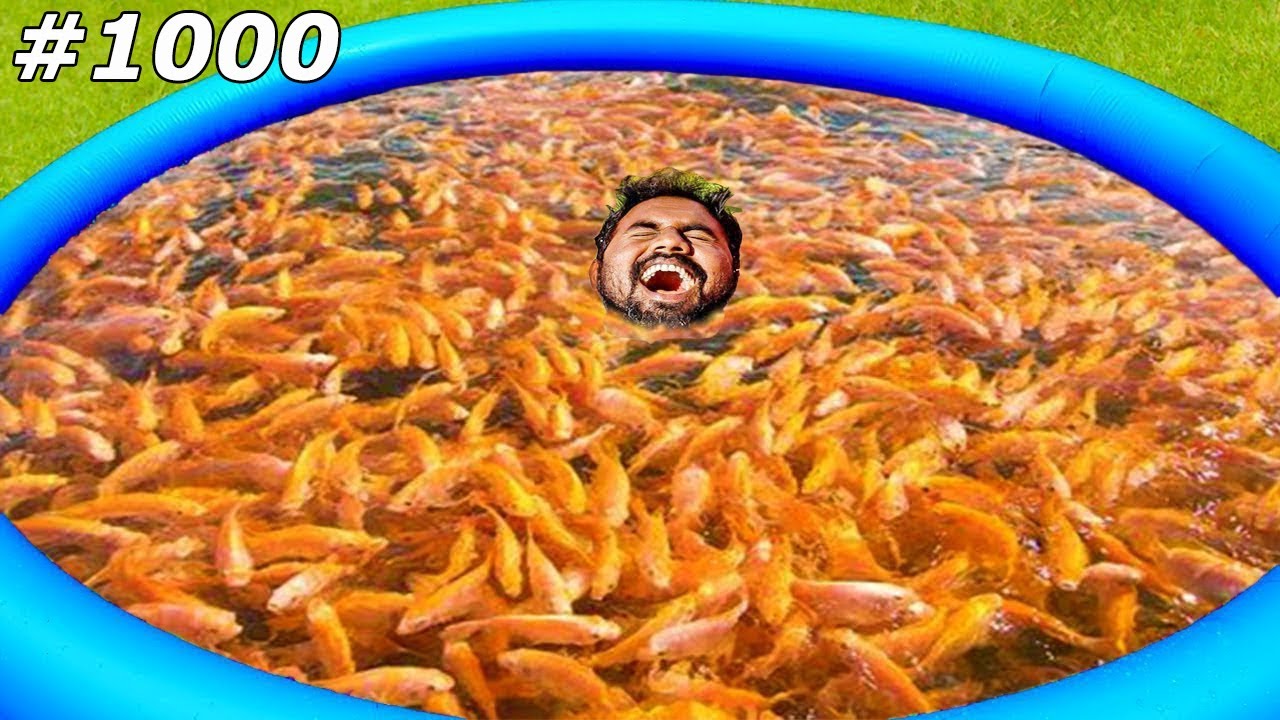 Swimming Pool Full of 1000 Goldfish, நீச்சல் குளம் முழுக்க Goldfish ...