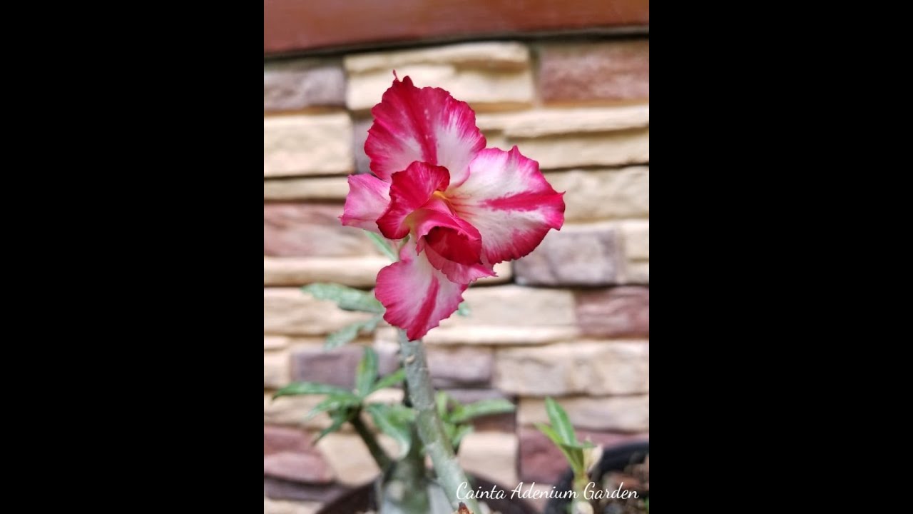 Grafting and Planting Adeniums-Taiwan and Thailand Varieties December ...
