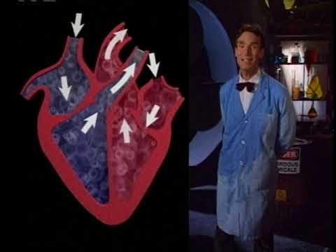 Bill Nye The Science Guy - S04E16 - Heart - Best Quality - YouTube
