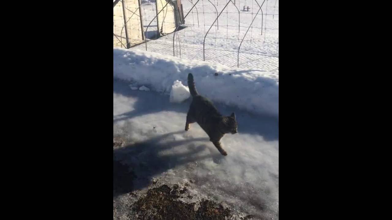 Cats on ice. Funny fail. - YouTube