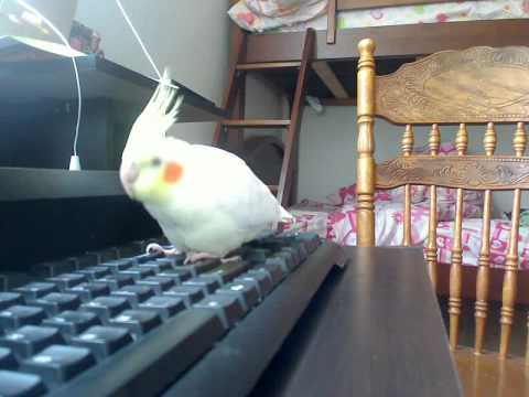 Sunny the cockatiel pecking on the keyboard - YouTube