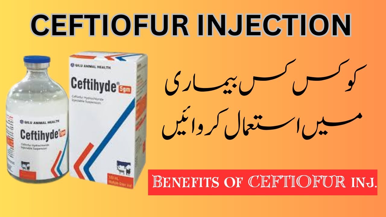 Ceftiofur HCl Injection for Cattle & Livestock | Best Antibiotic for ...