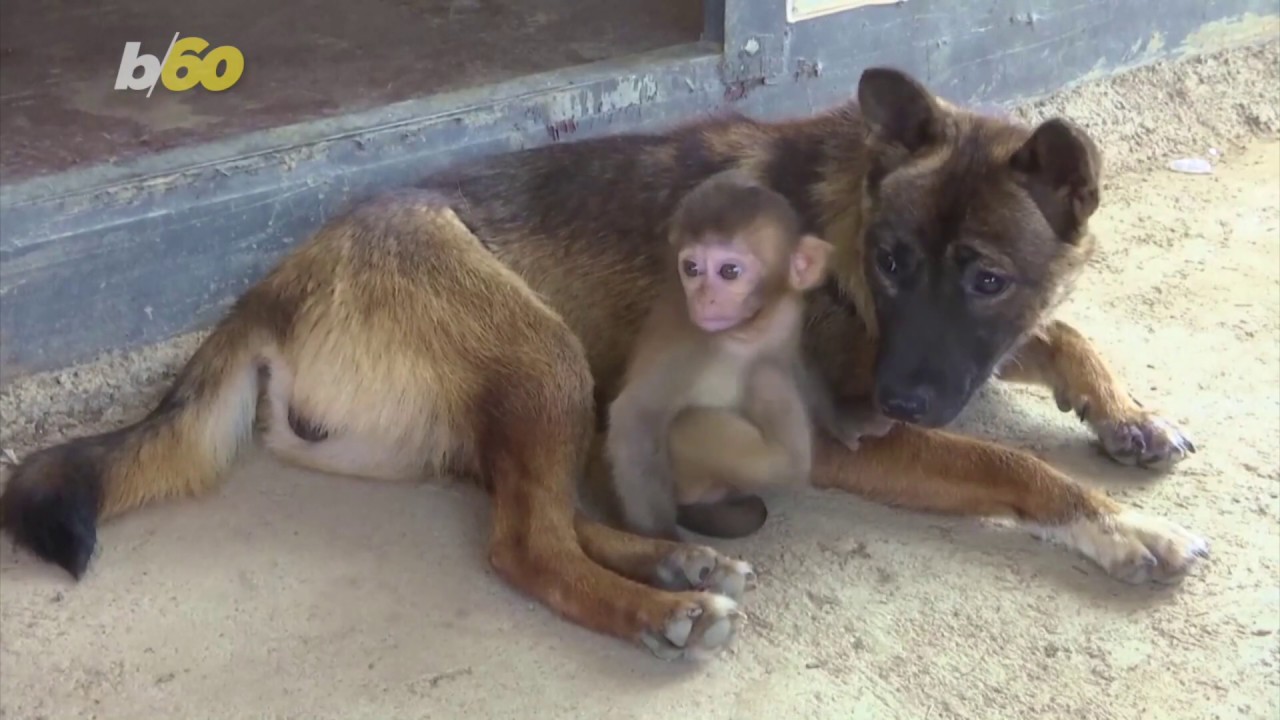 Adorable Baby Monkey Found Injured Is Adopted By a Chinese Villager And ...