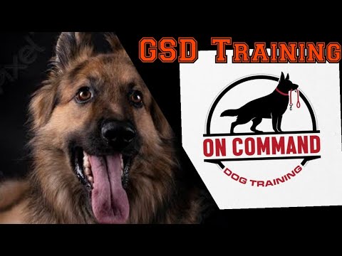 German Shephard Pedigree | GSD Training | #GSD | LahoriVines ...