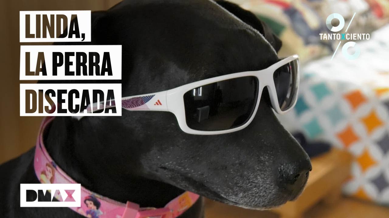 La vida de un dueño y su perro disecado | Tanto X Ciento - YouTube