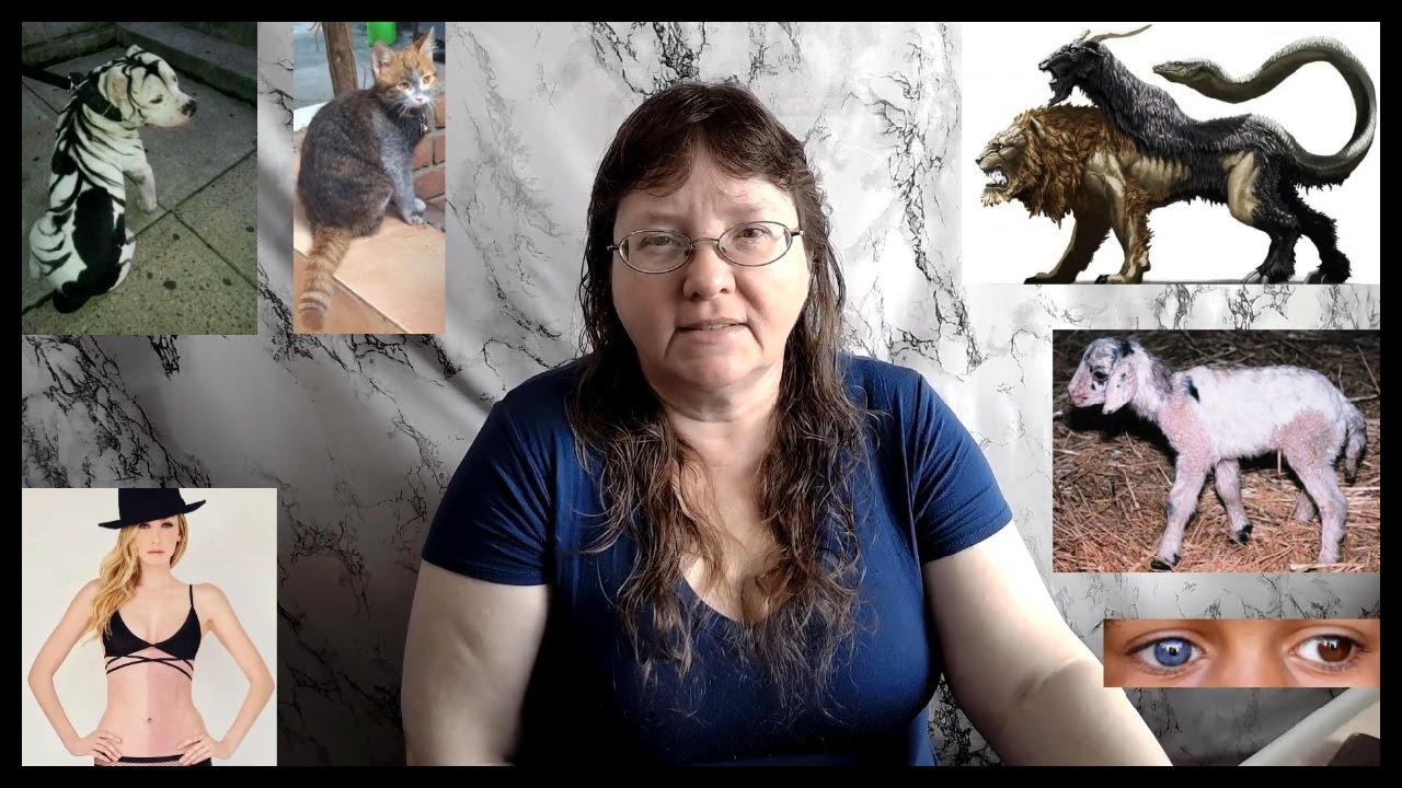 The Fascinating World of Chimeras: Real Life Possibilities And Mythical ...