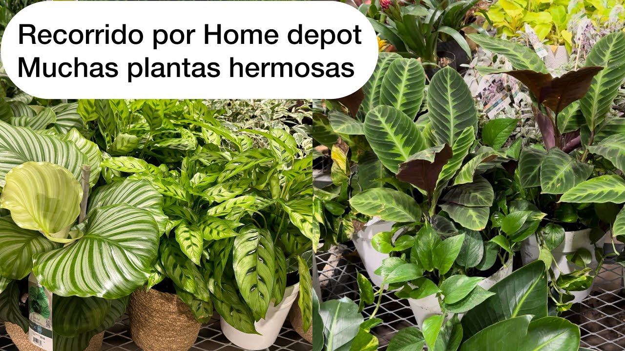 RECORRIDO POR HOME DEPOT Y Trasplantando plantas nuevas - YouTube