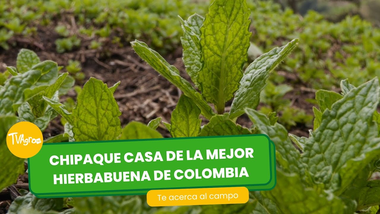 Chipaque casa de la mejor hierbabuena de Colombia - TvAgro por Juan Gonzalo Angel Restrepo - YouTube