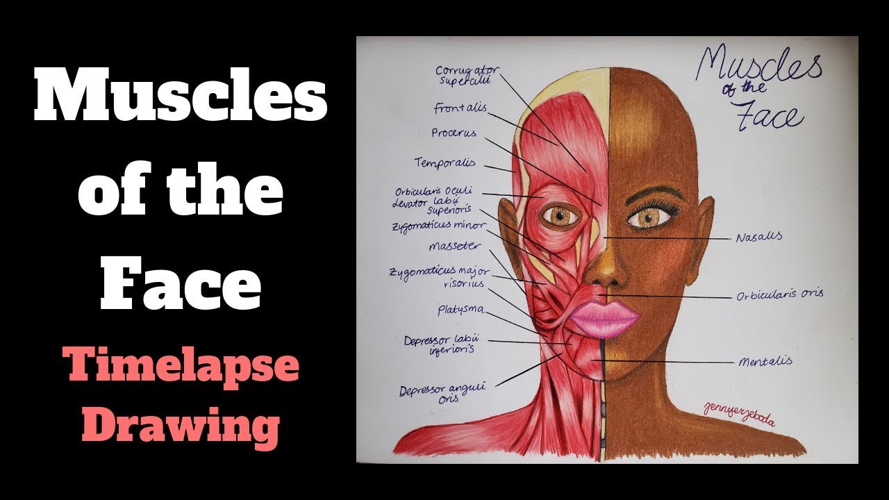 Muscles of the Face Timelapse Drawing | Art and Anatomy | Jennmedart ...
