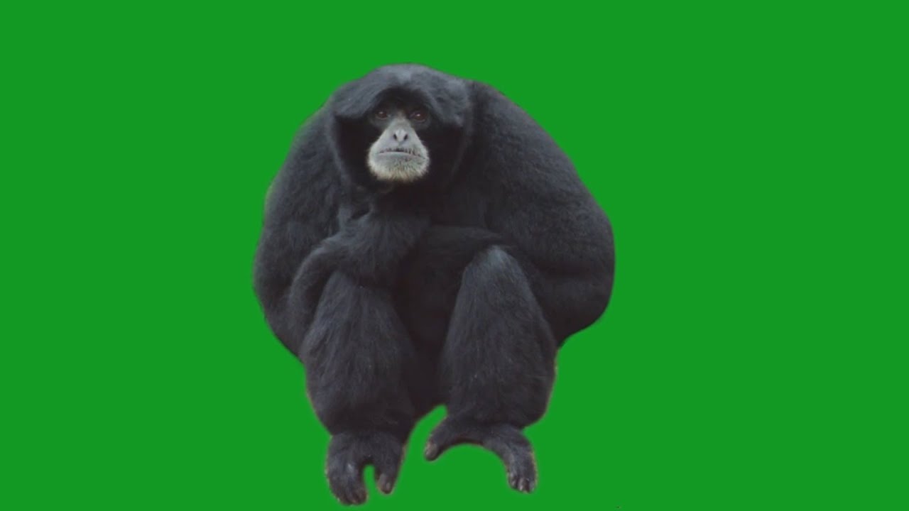 Monkey on Green Screen - YouTube