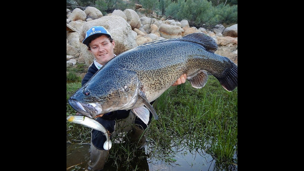 Two BIG River Murray Cod on Swimbaits in 2 casts "A Morning In The ...