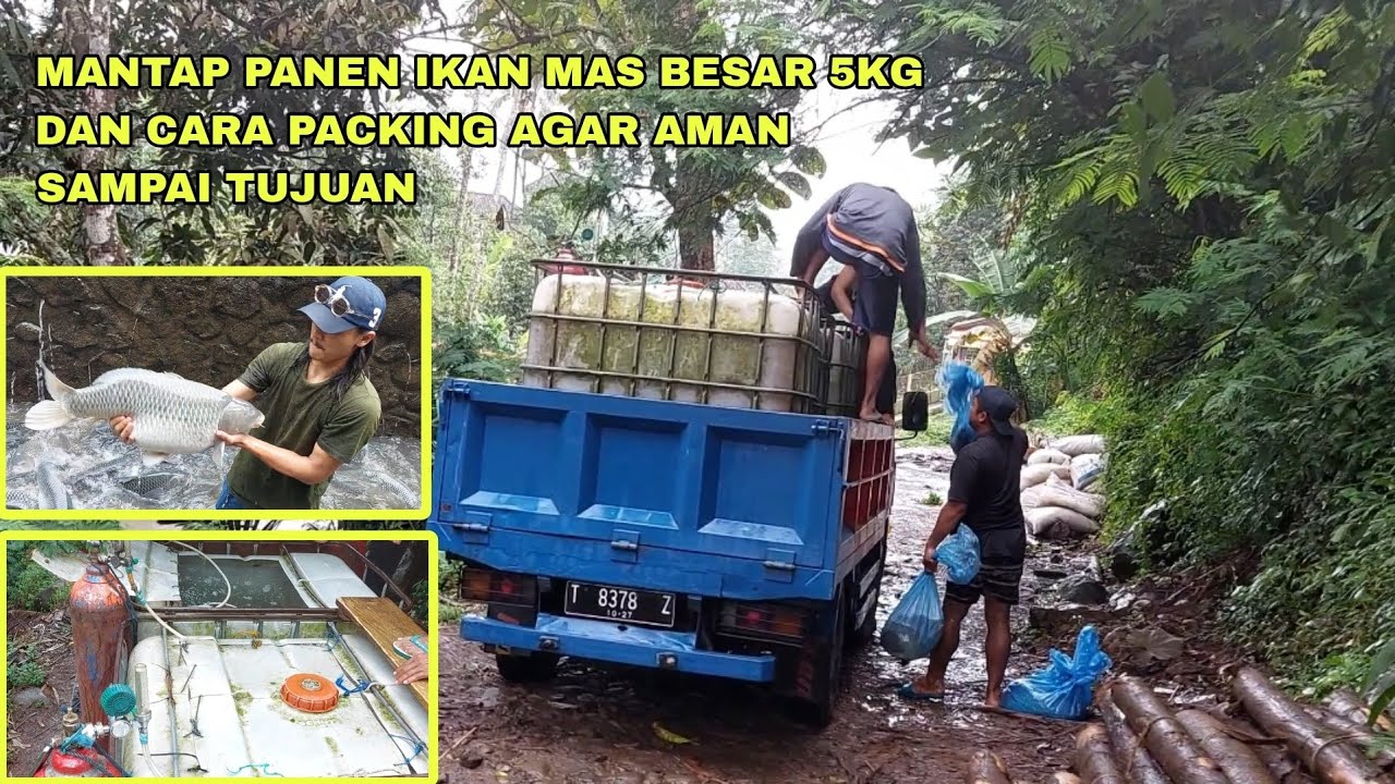 MANTAP PANEN IKAN MAS BESAR 5KG DAN CARA PACKING AGAR AMAN SAMPAI ...