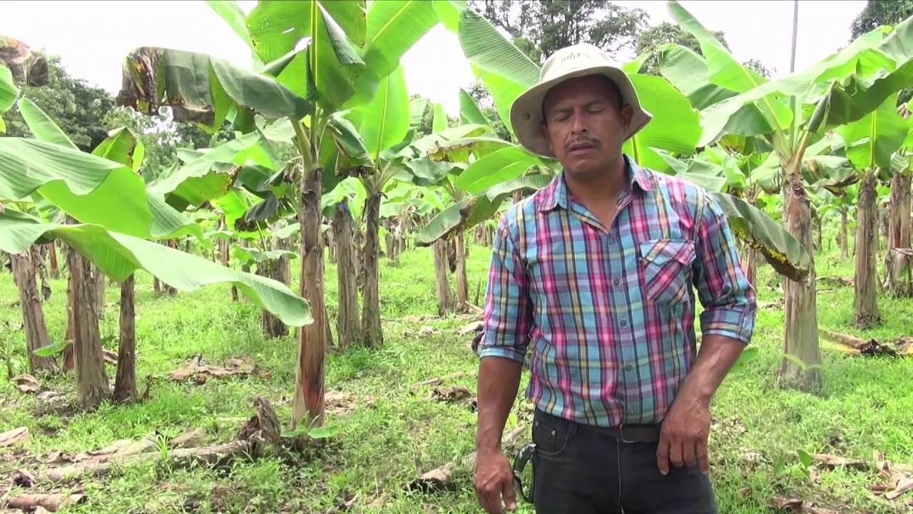 Cultivo de Plátano Curraré Enano - YouTube