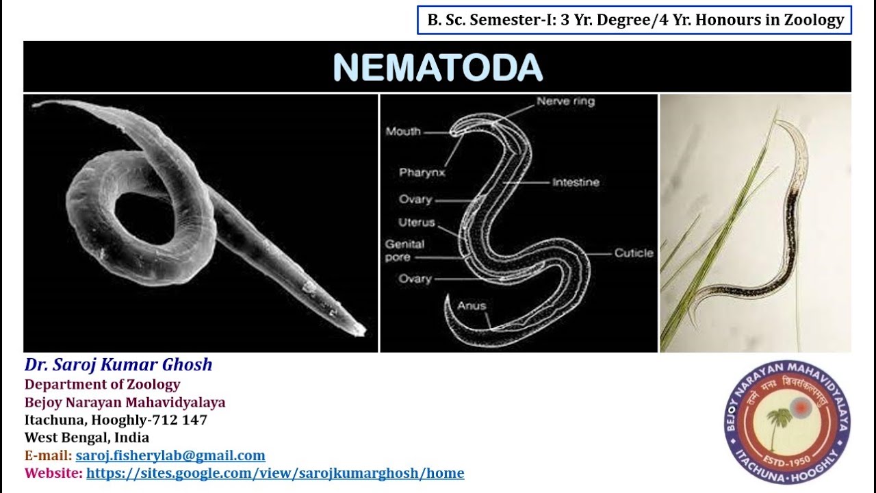 Classification of Nematoda - YouTube