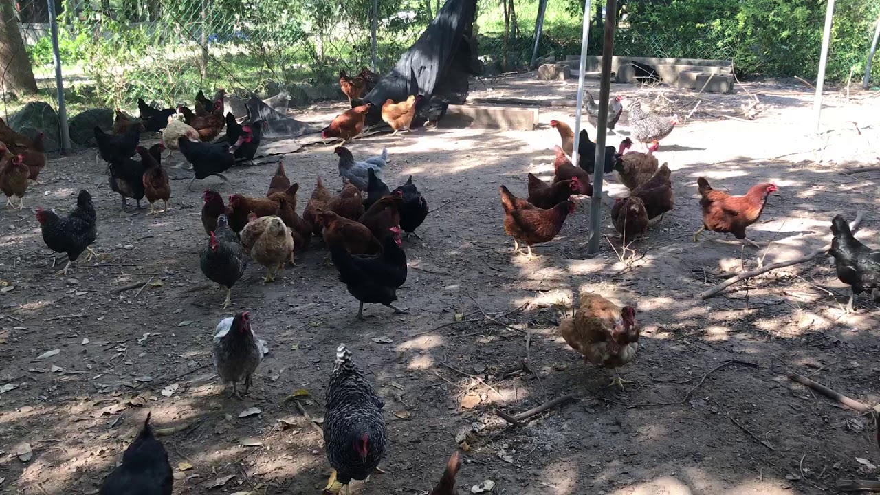 Gallinas Libres en Pastoreo - YouTube
