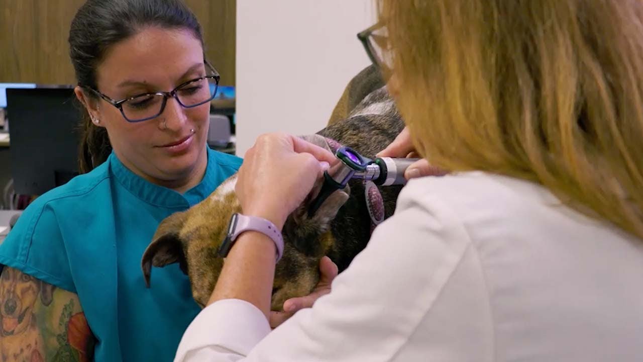 Vet Tech Spotlight: How Vet Techs Work with Students - YouTube