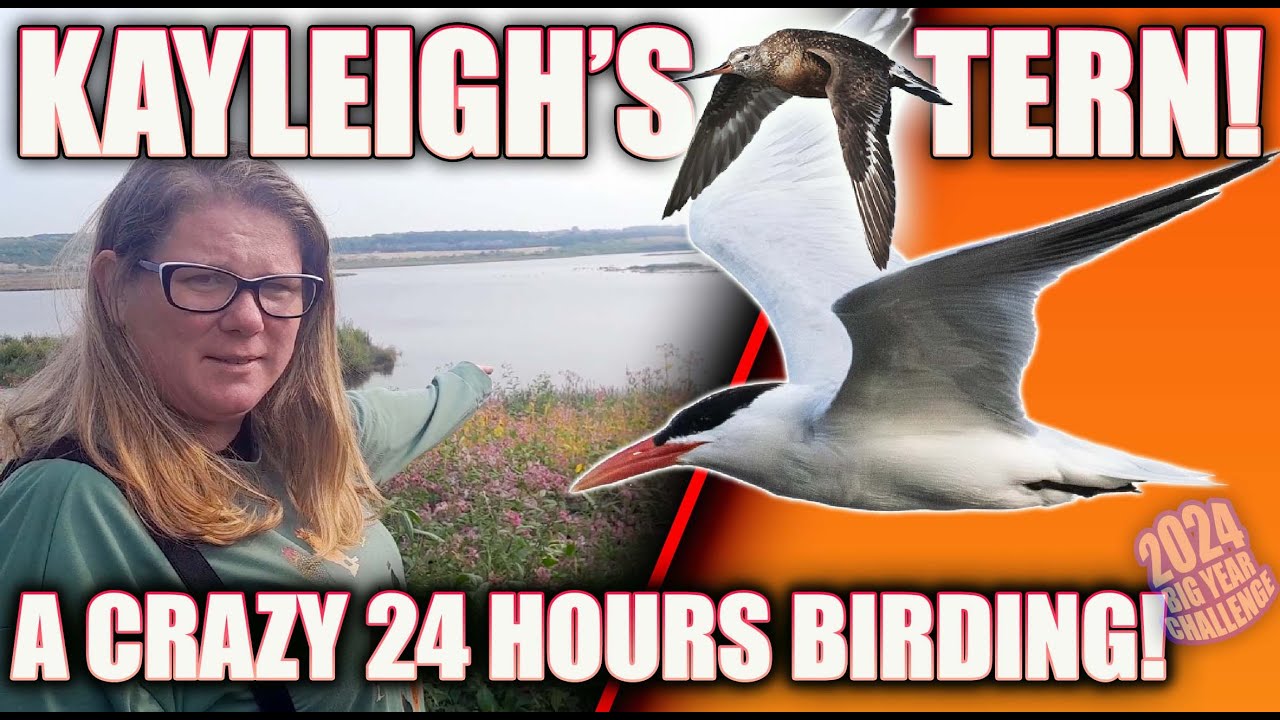 KAYLEIGH GETS A MEGA RARE BIRD! AND WE LOOK FOR THE WORLDS BIGGEST TERN ...