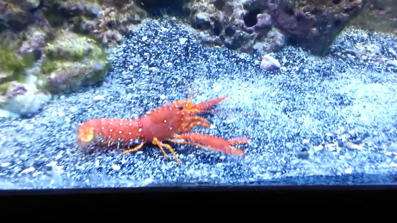 Red Reef Lobster Eating - YouTube