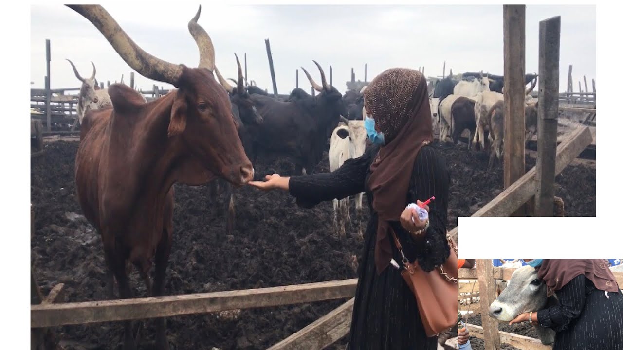 🥰Cattle hunting In Accra -Ghana for EiD/QURBANI - YouTube
