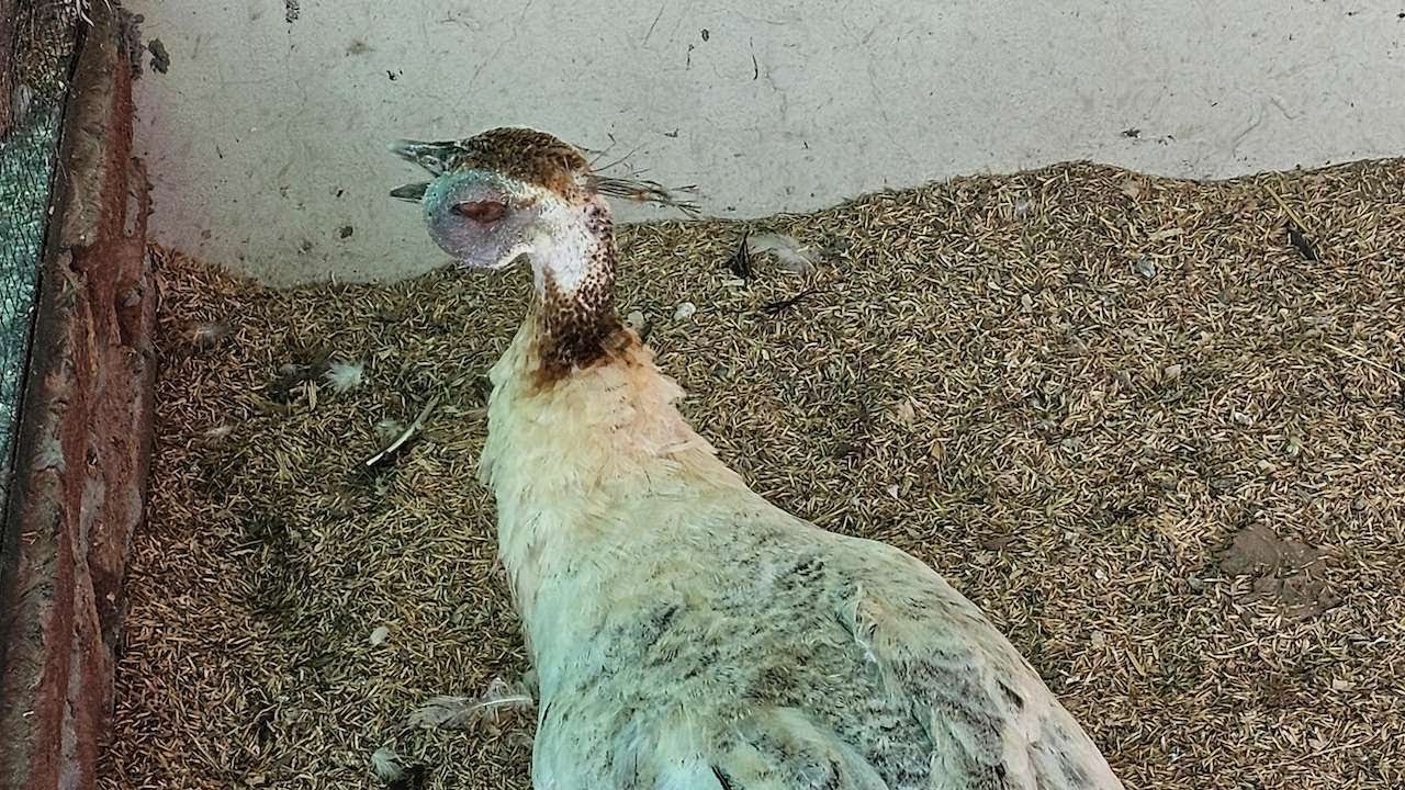 Vlog#180 | Is morni ko konsa infection hai | Treatment start karwate ...