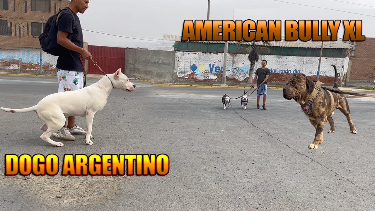 Dogo Argentino frente a American Bully XL - YouTube
