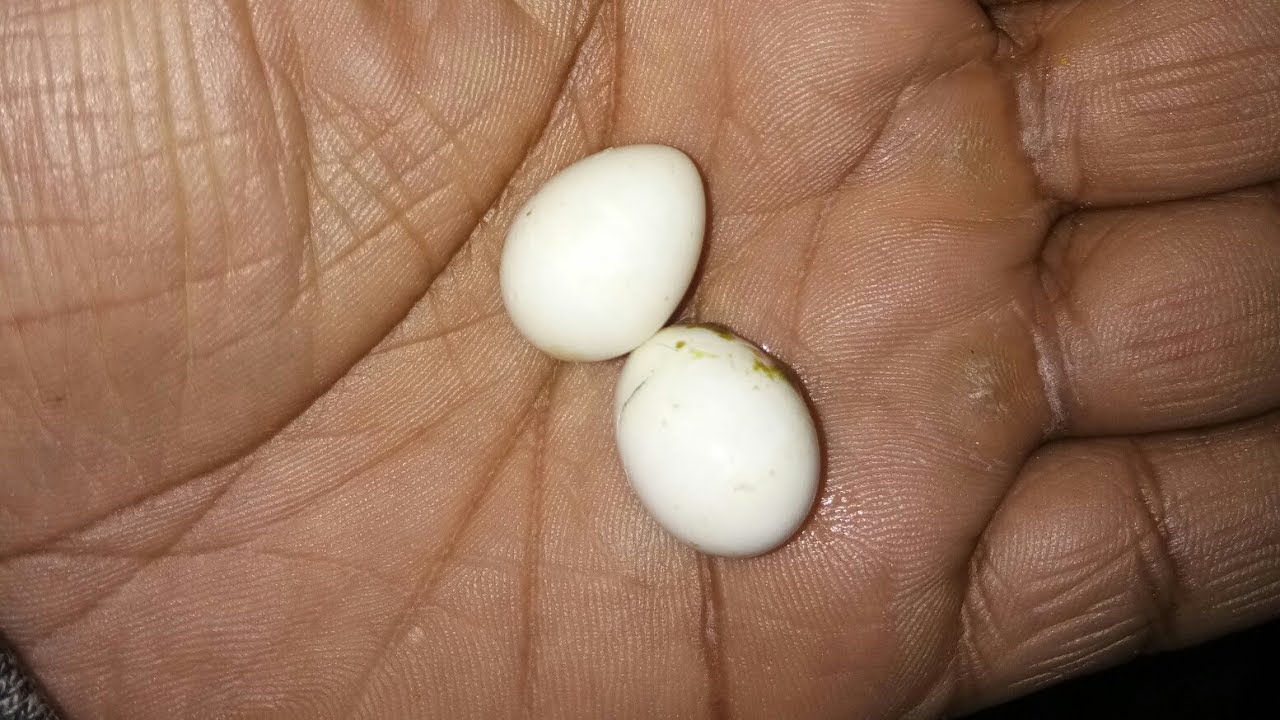 What is inside budgie dead eggs, dead in shell, - YouTube