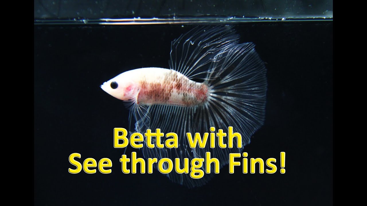 See through fins! Take a look at this amazing Cellophane Marble Betta ...