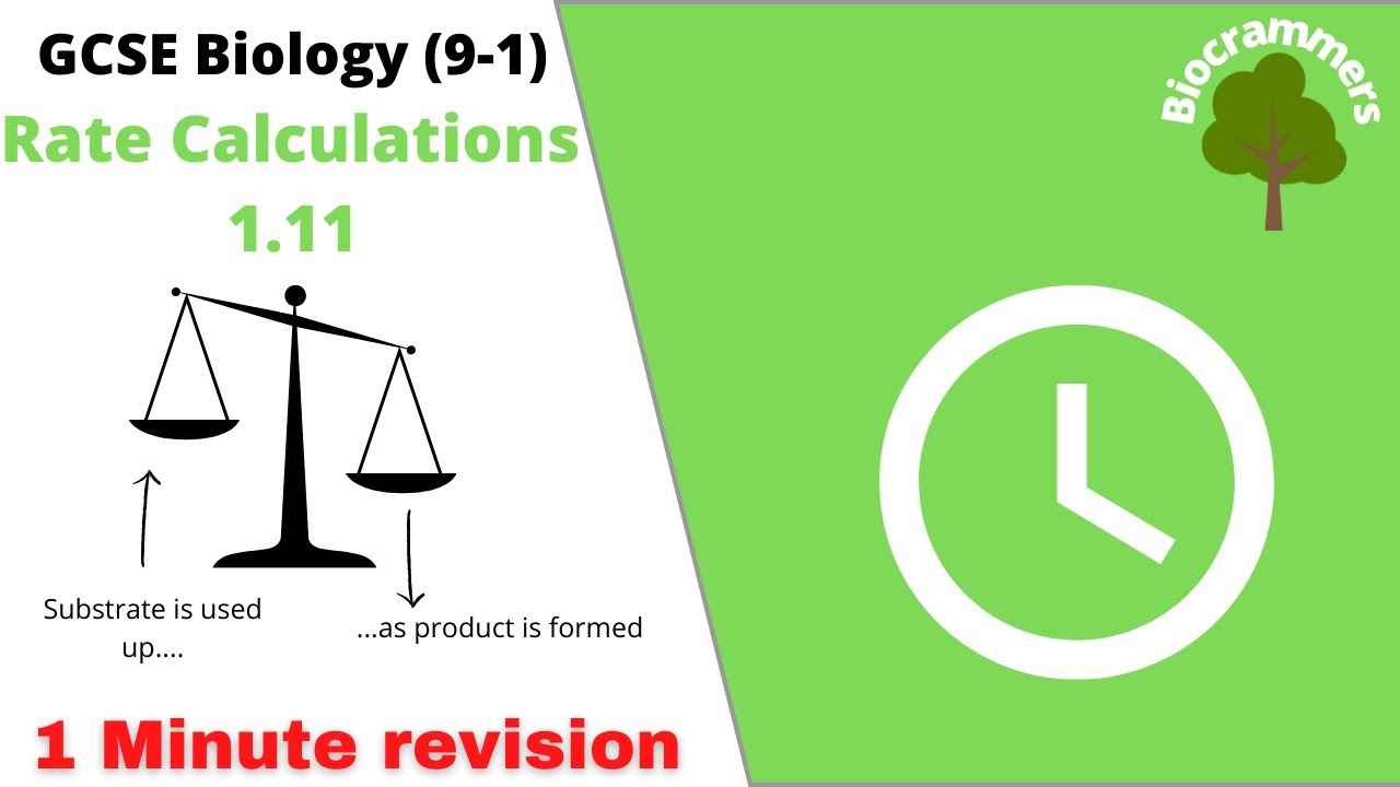 GCSE Biology (9-1) Rate Calculations (Edexcel,AQA,OCR) - YouTube