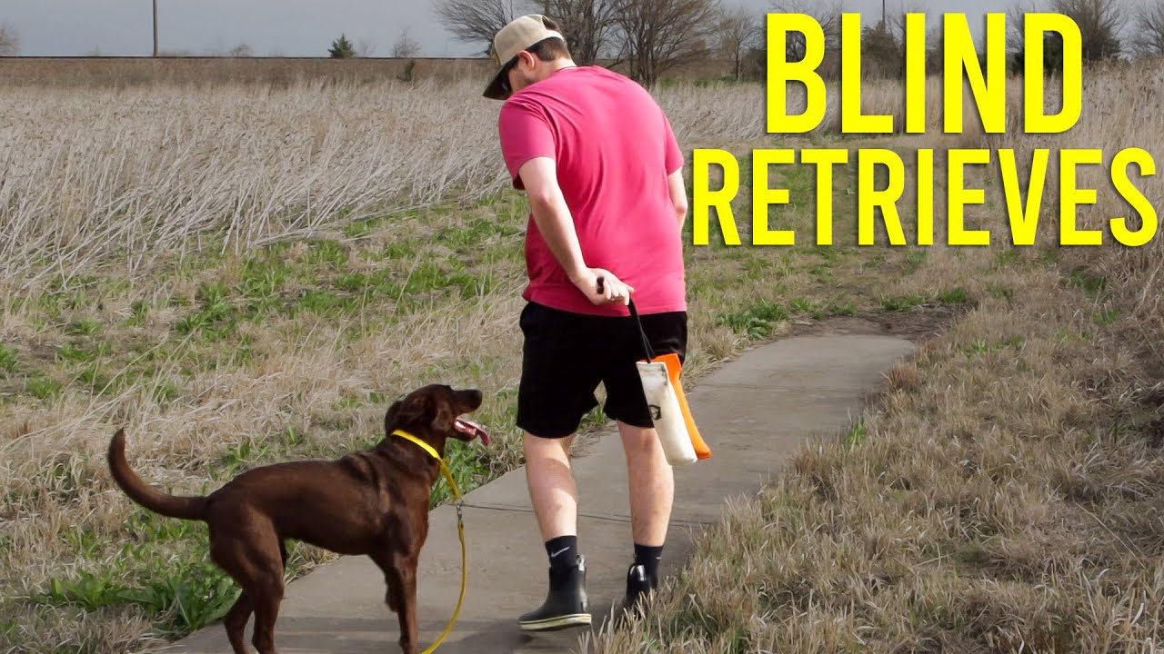 Can She Do It? (Blind Retrieves) | Training My Retriever - YouTube