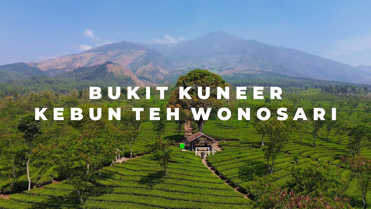 Wisata Bukit Kuneer dan Kebun Teh Terbesar di Jawa Timur - YouTube